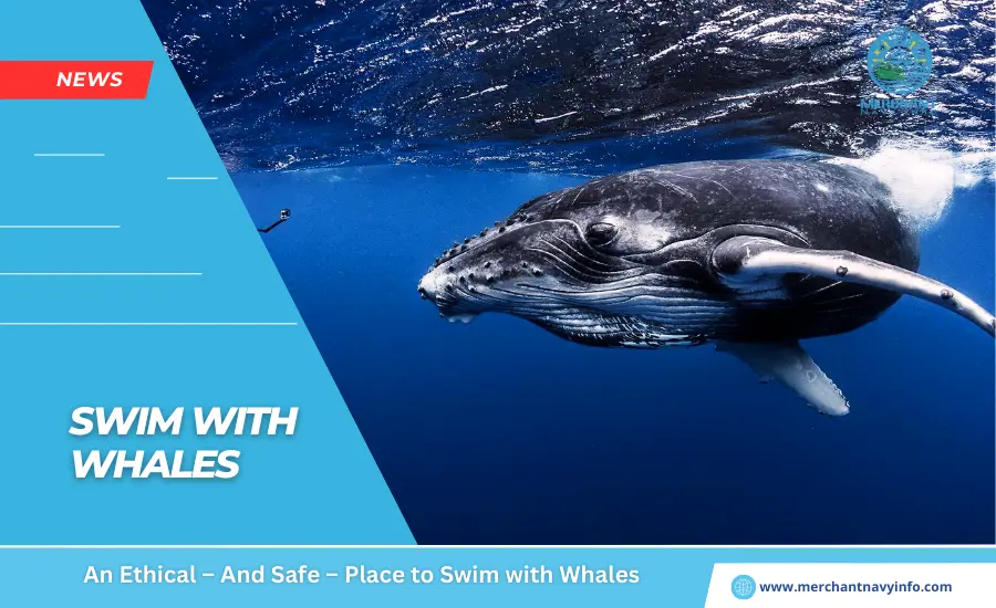 Encounters with Whale: Ethical & SafeSwimming Adventures